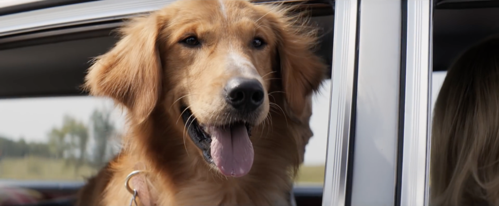 A Dog's Purpose Summary & Review | Movie-Blogger.com